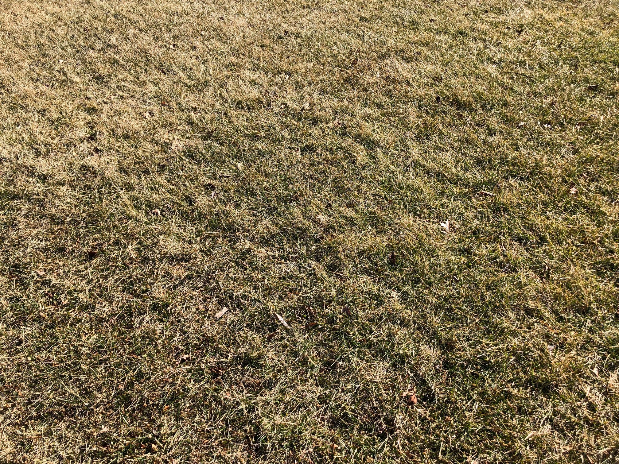 How to Tell Dead Grass from Dormant Grass After an Idaho Falls Winter