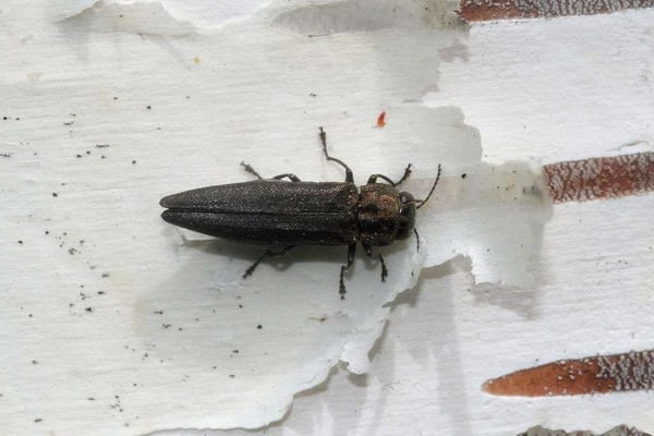 Borer Treatment in Idaho: How to Treat & Prevent Tree Borers