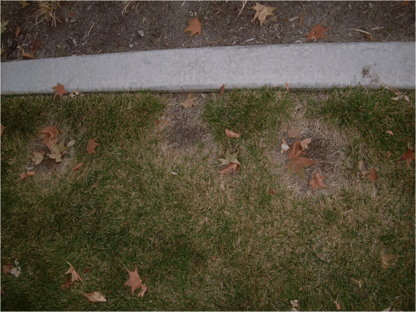 Fairy Ring vs Necrotic Ring Spot: Identifying and Treating Lawn Diseases
