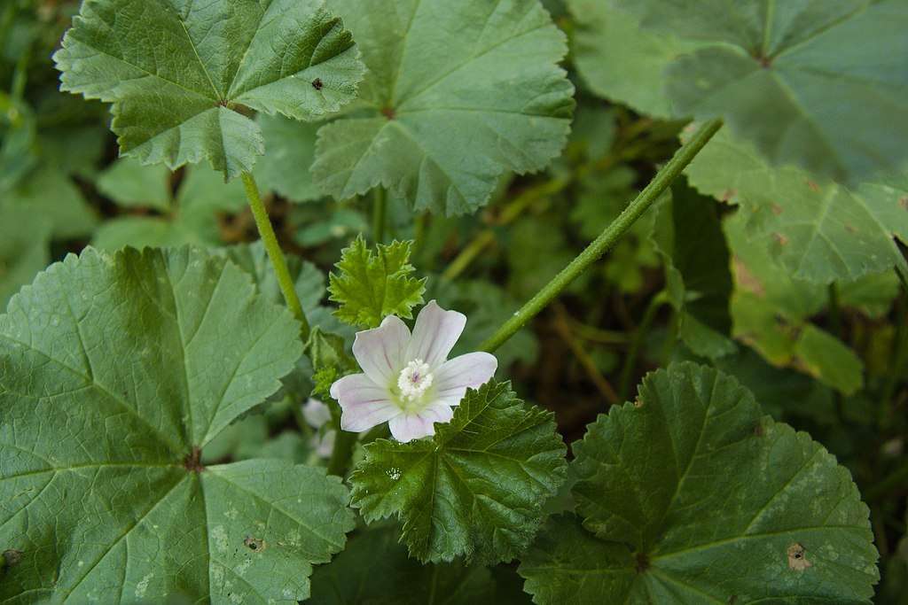 How to Identify and Kill Common Mallow in Your Lawn