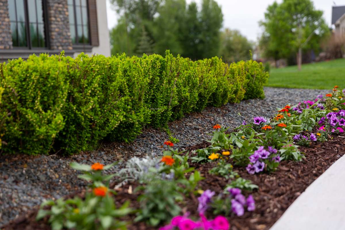 Does Mulch Attract Insects? What Idaho Falls Homeowners Need to Know