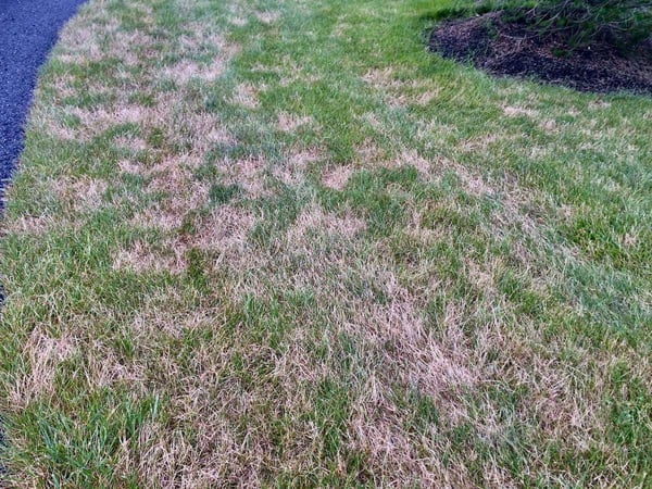 7 Reasons Your Grass Isn’t Growing This Spring & What To Do
