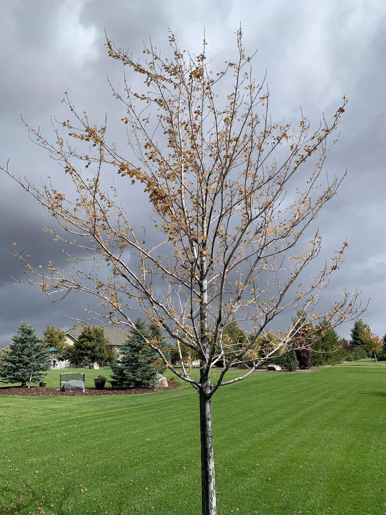 What are Tree Injections, Do They Work, and How Much Do They Cost?