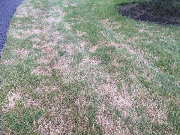 Are you Overwatering Your Lawn? 5 Signs to Watch Out For